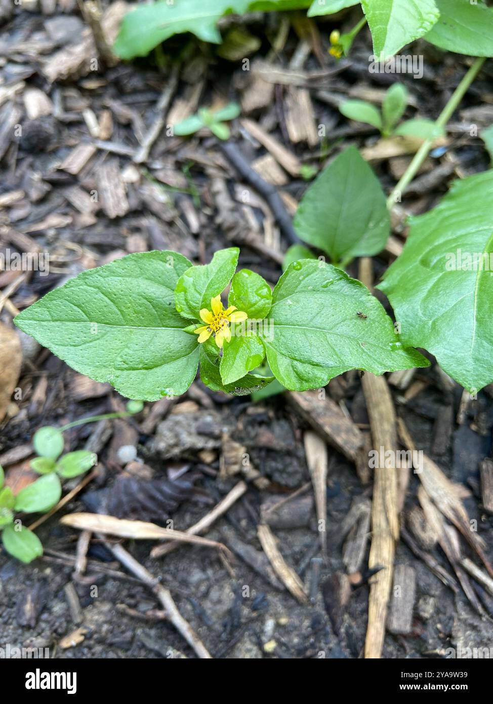 straggler daisy (Calyptocarpus vialis) Plantae Stock Photo - Alamy