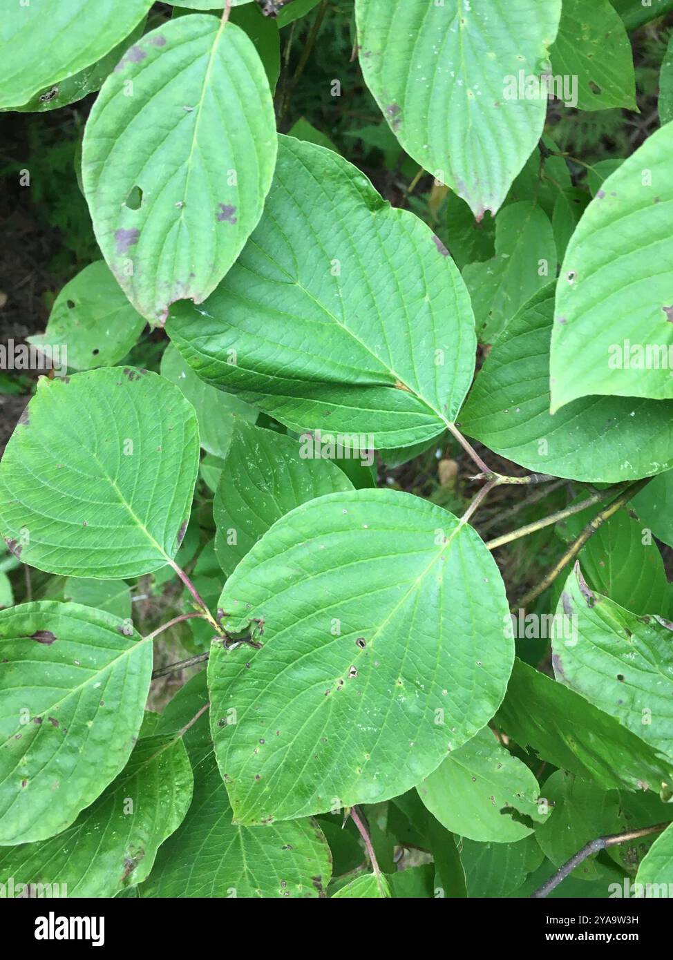 Round-leaved Dogwood (Cornus rugosa) Plantae Stock Photo - Alamy