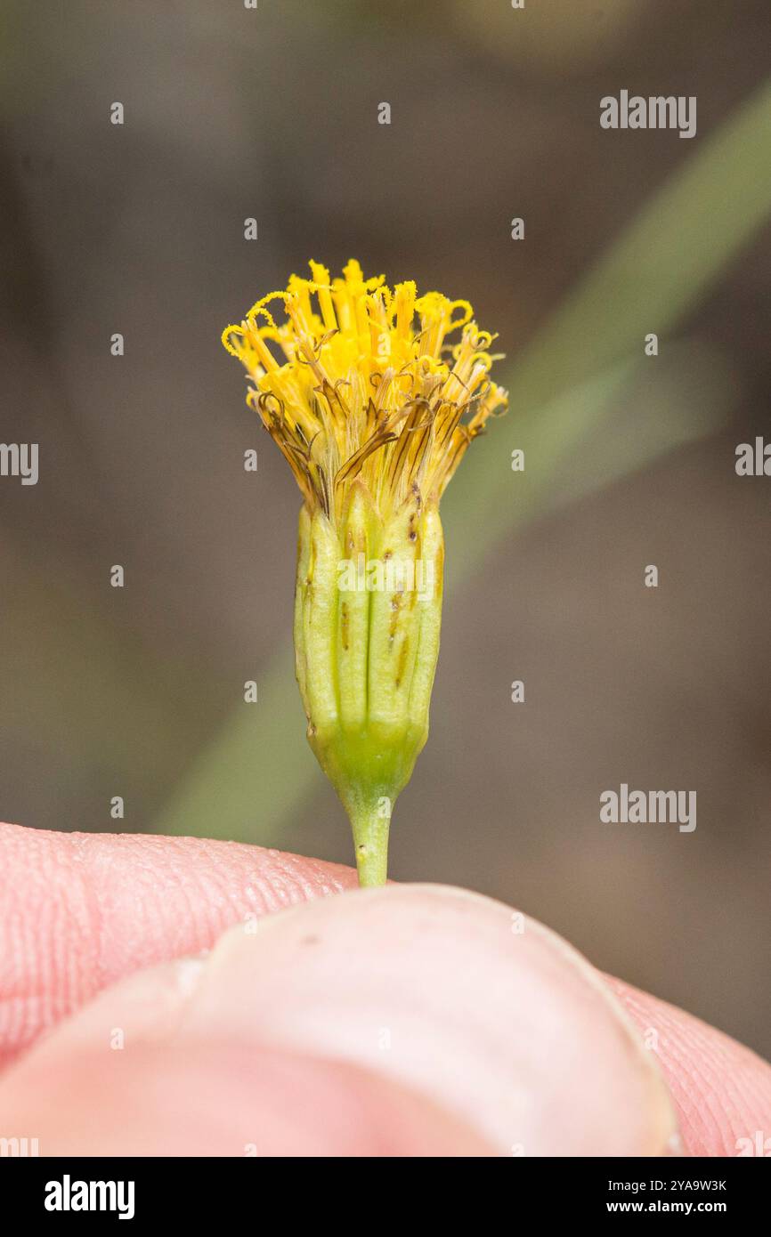 Trans-Pecos Poreleaf (Porophyllum scoparium) Plantae Stock Photo - Alamy