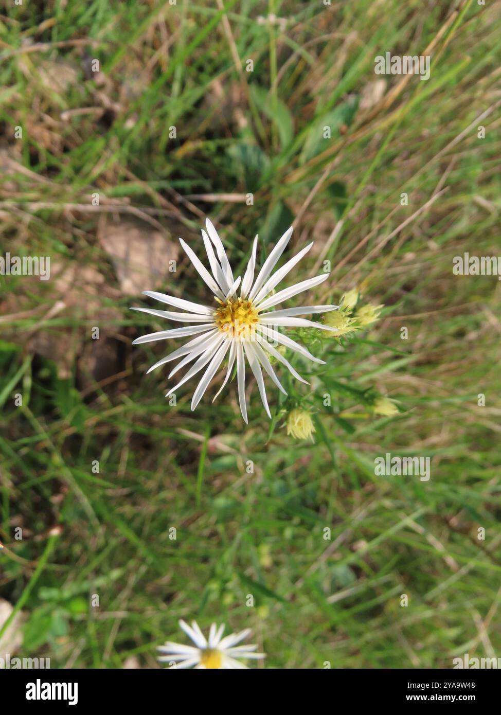 hairy white oldfield aster (Symphyotrichum pilosum) Plantae Stock Photo ...