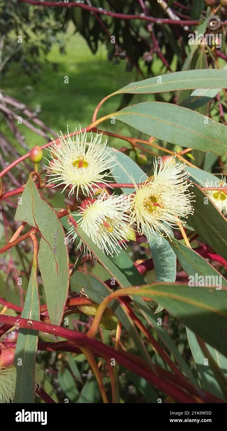 South Australian Blue Gum (Eucalyptus leucoxylon leucoxylon) Plantae ...