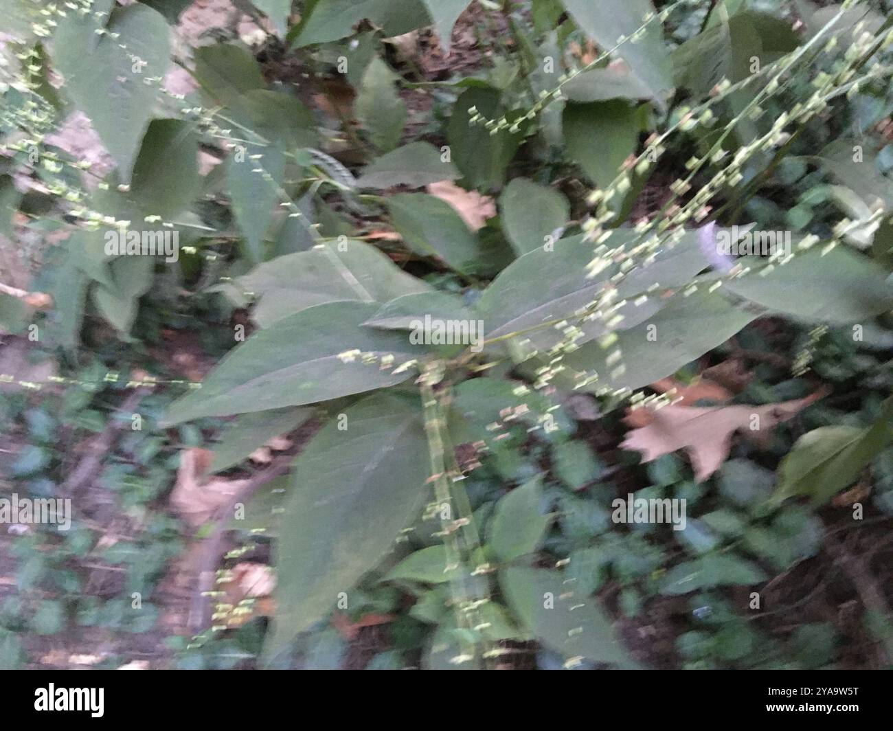 American jumpseed (Persicaria virginiana) Plantae Stock Photo - Alamy
