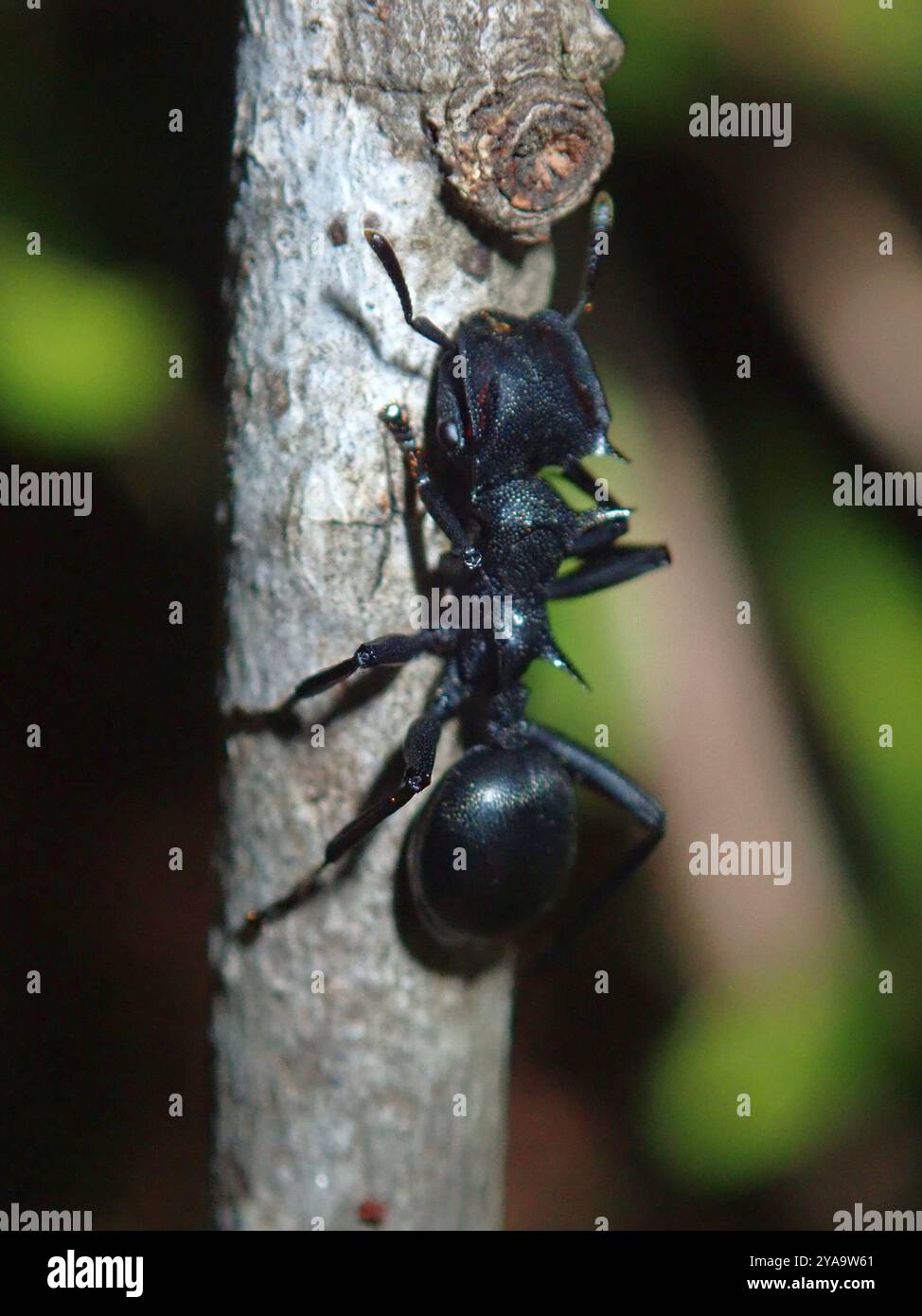 Common Giant Turtle Ant (Cephalotes atratus) Insecta Stock Photo - Alamy