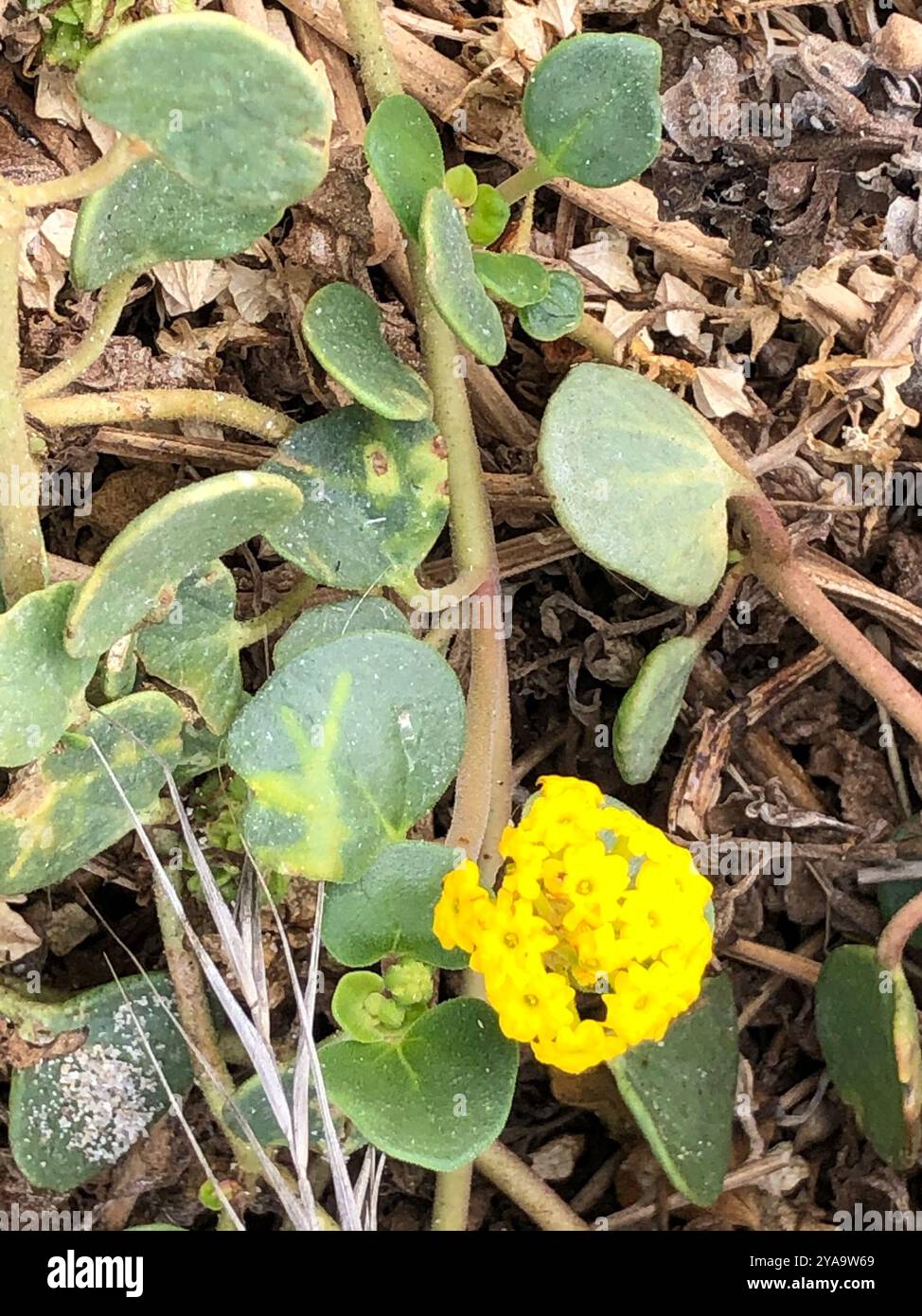 Yellow Sand Verbena (Abronia latifolia) Plantae Stock Photo - Alamy