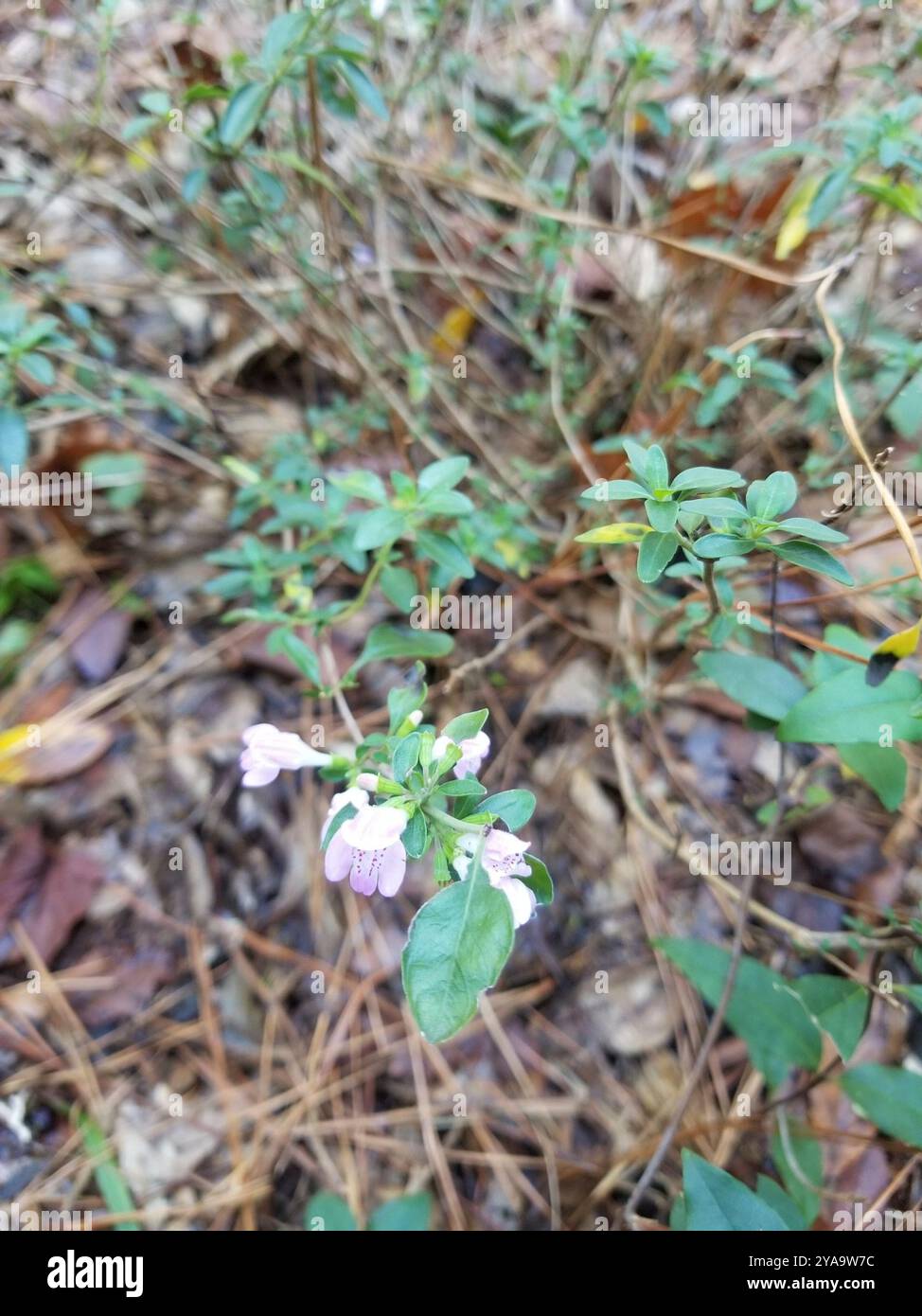 Georgia calamint (Clinopodium carolinianum) Plantae Stock Photo - Alamy
