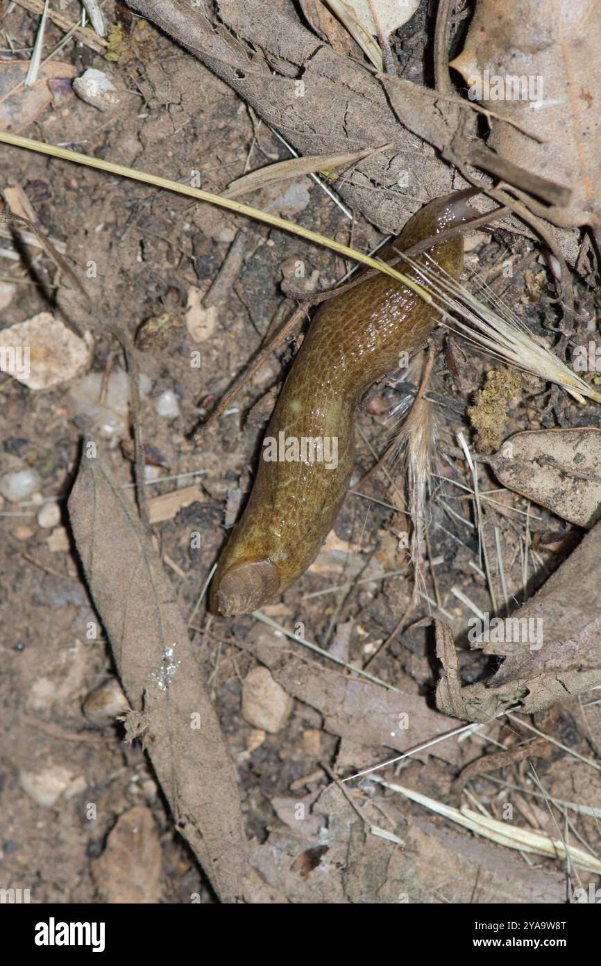 Earshell Slug (Testacella haliotidea) Mollusca Stock Photo - Alamy