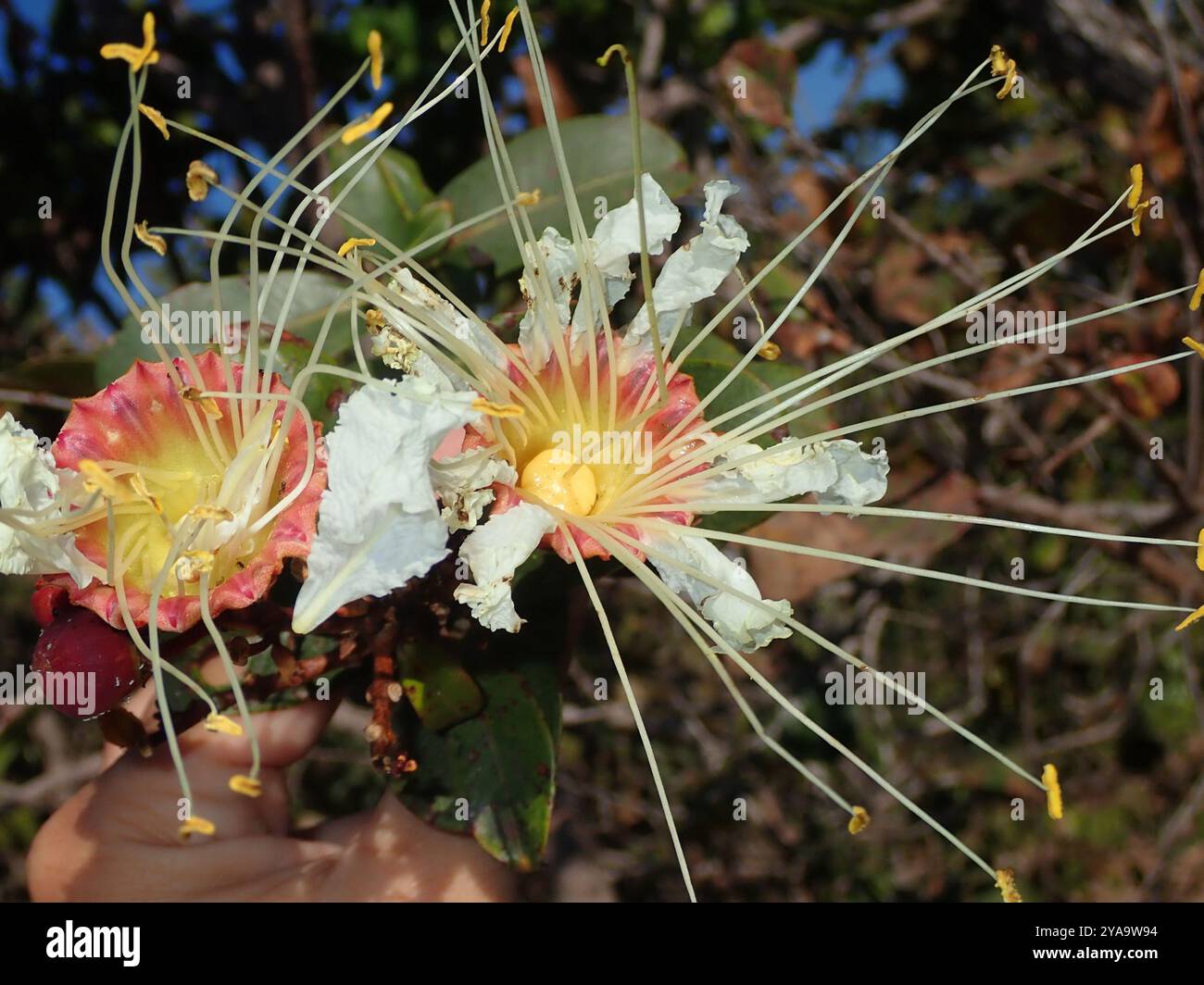 mangava-brava (Lafoensia pacari) Plantae Stock Photo - Alamy