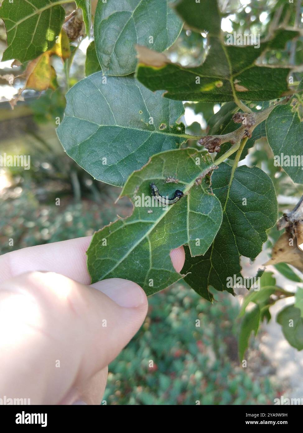 California Oak Moth (Phryganidia californica) Insecta Stock Photo - Alamy