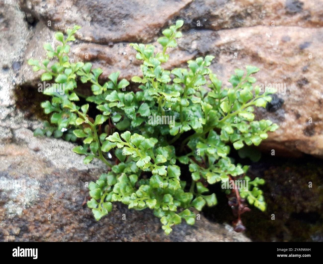 wall-rue (Asplenium ruta-muraria) Plantae Stock Photo - Alamy