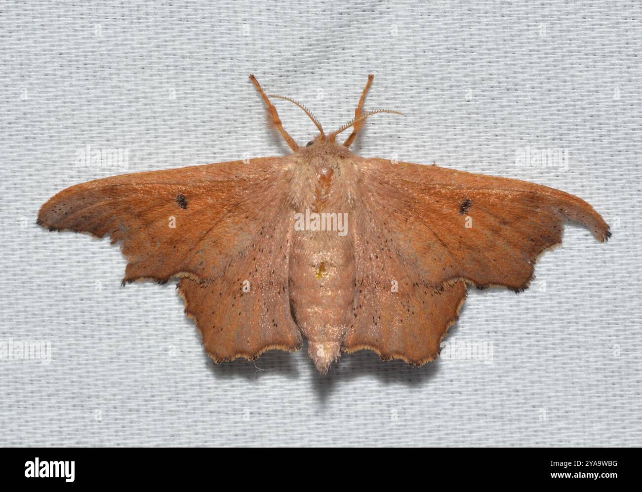 Scalloped Sack-bearer Moth (Lacosoma chiridota) Insecta Stock Photo - Alamy