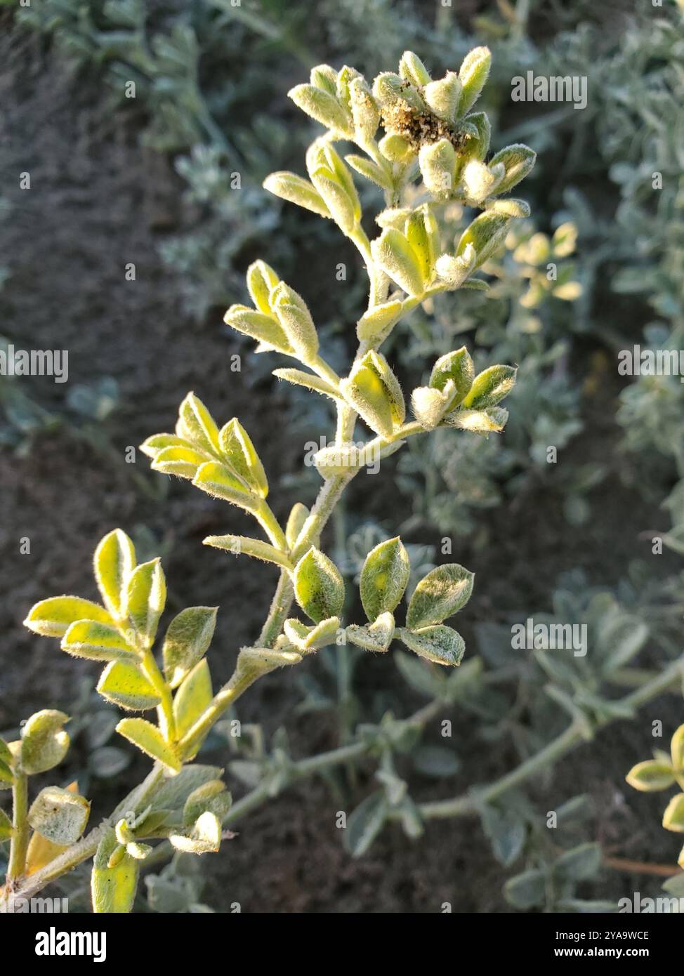 silky beach pea (Lathyrus littoralis) Plantae Stock Photo - Alamy