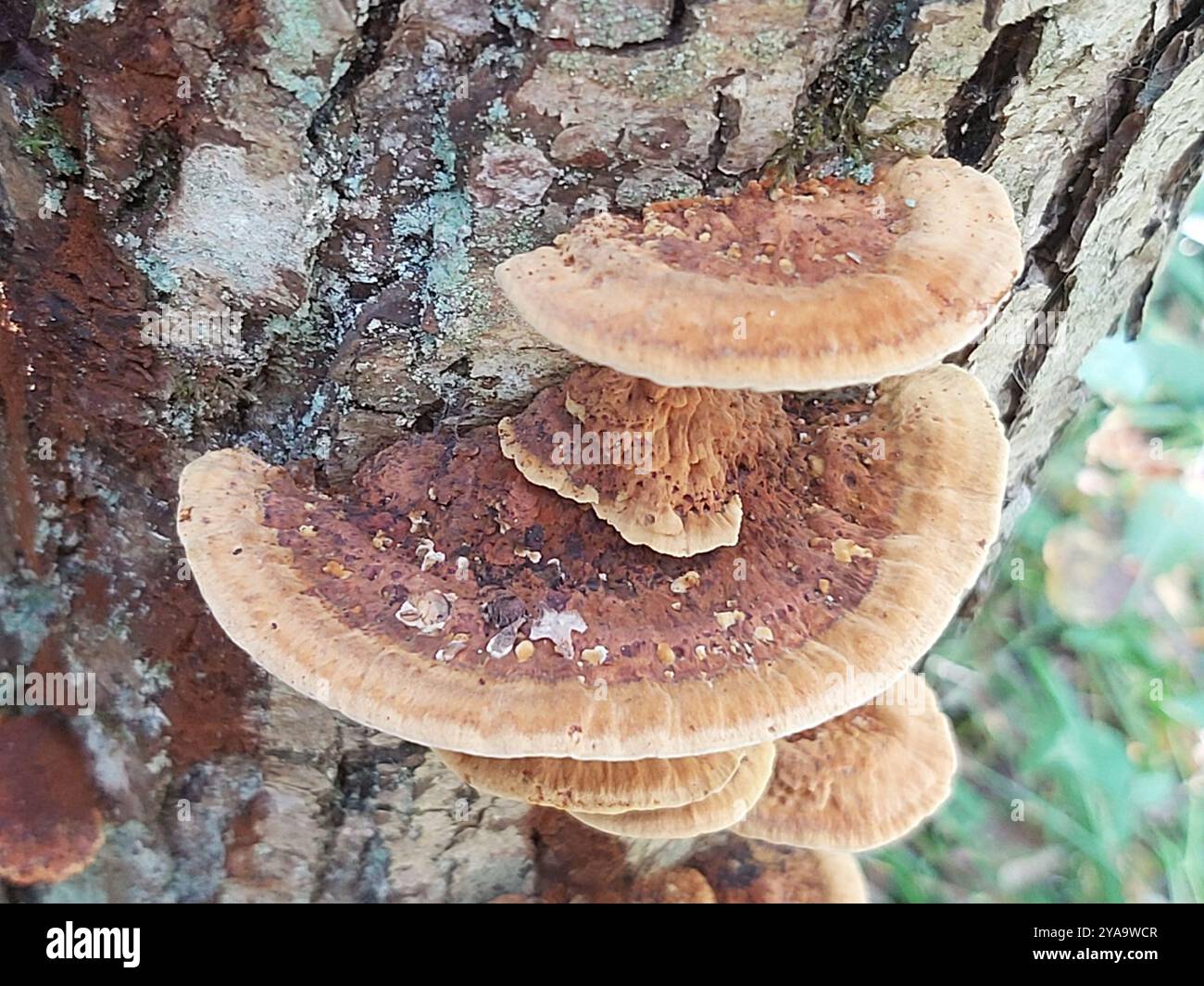 Alder Bracket (Mensularia radiata) Fungi Stock Photo - Alamy