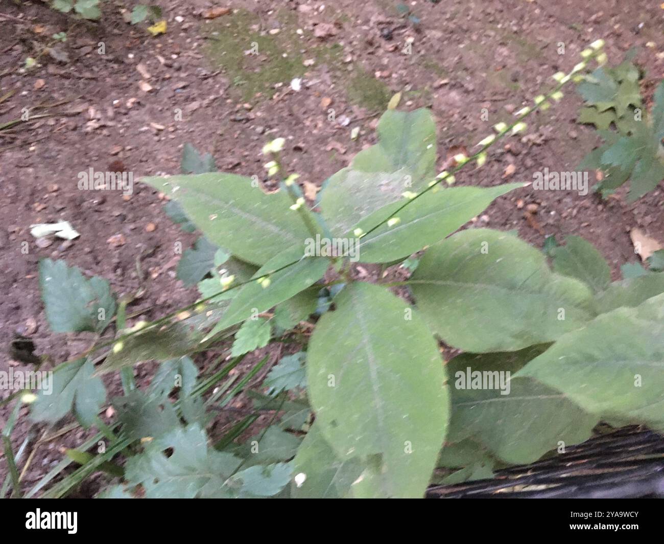 American jumpseed (Persicaria virginiana) Plantae Stock Photo - Alamy