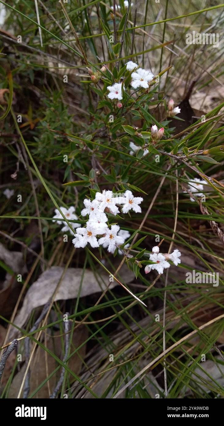 common beard-heath (Leucopogon virgatus) Plantae Stock Photo - Alamy