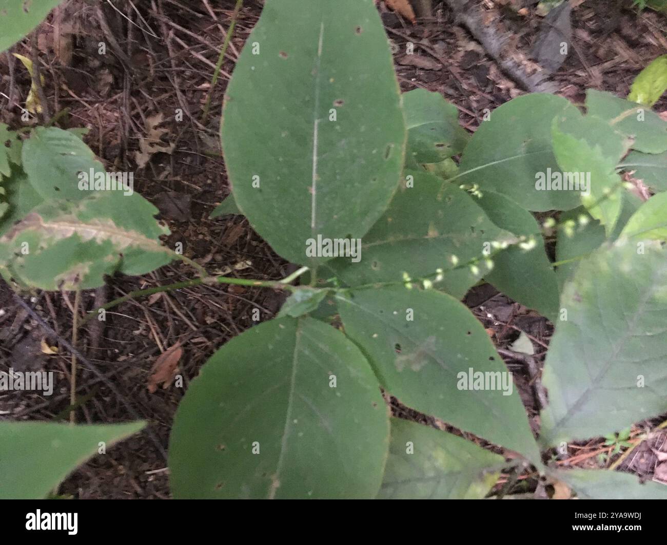 American jumpseed (Persicaria virginiana) Plantae Stock Photo - Alamy