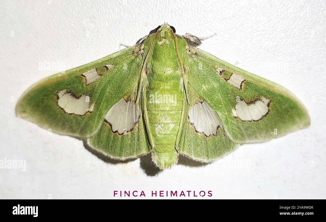 Siga liris hi-res stock photography and images - Alamy