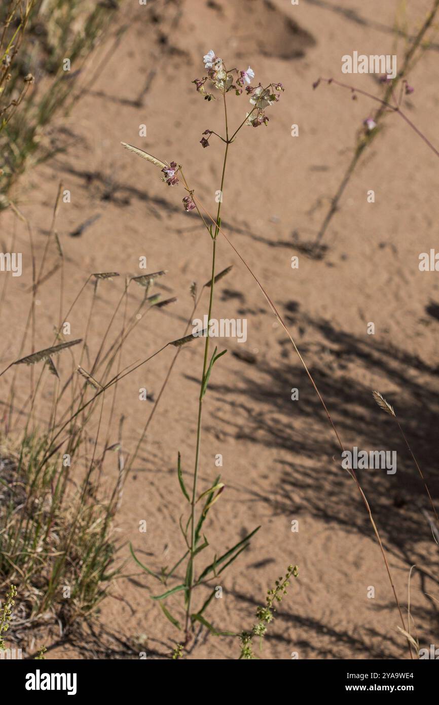 Narrowleaf Four o'Clock (Mirabilis linearis) Plantae Stock Photo - Alamy