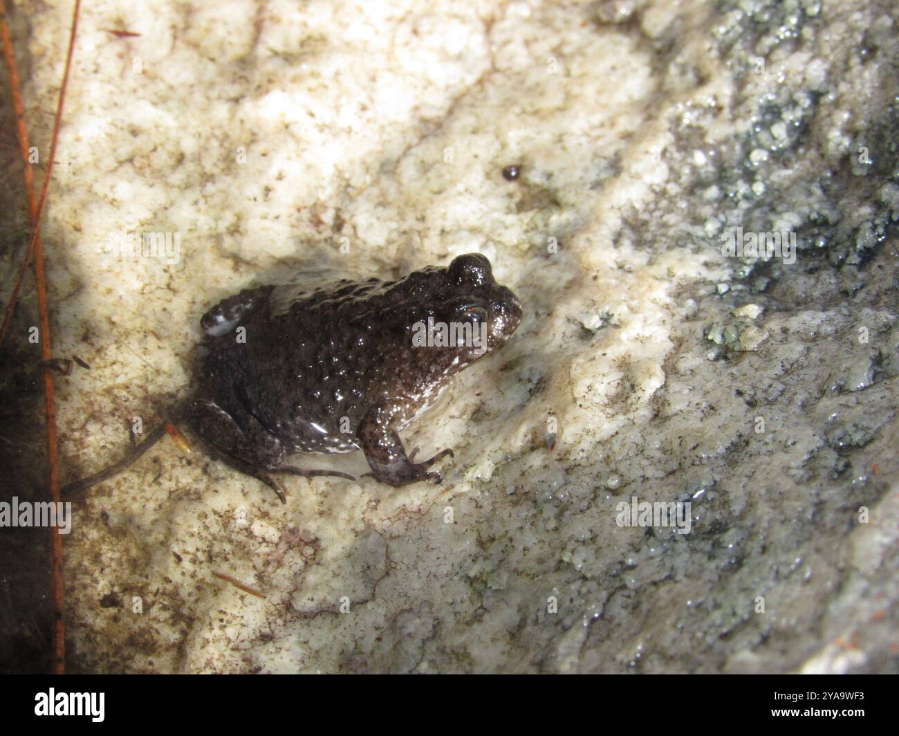 Montane Marsh Frog (Poyntonia paludicola) Amphibia Stock Photo - Alamy