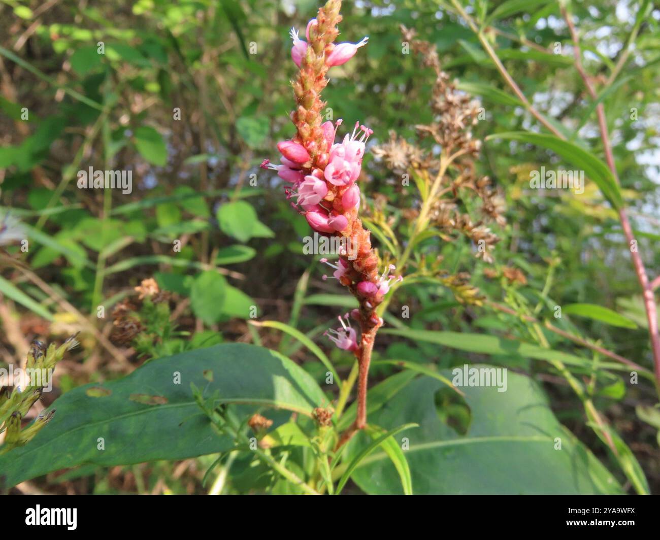 longroot smartweed (Persicaria amphibia emersa) Plantae Stock Photo - Alamy