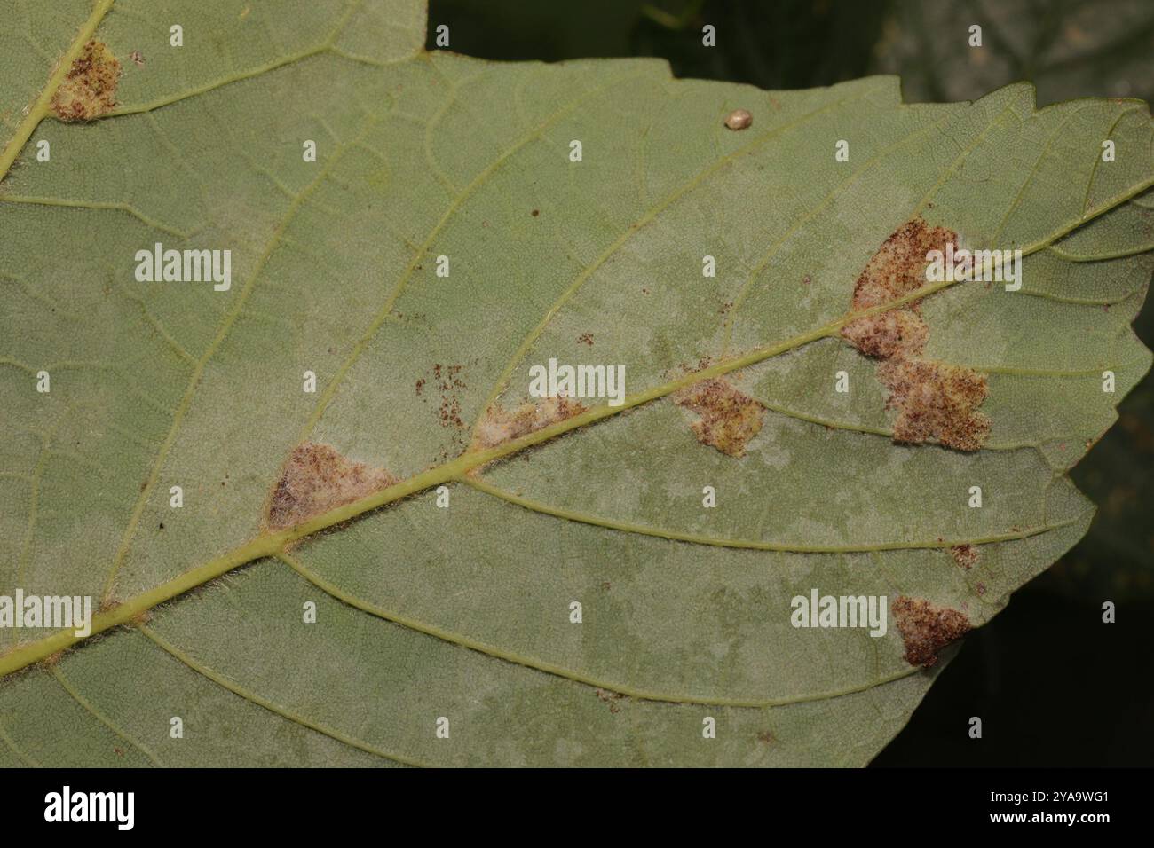 Sycamore Felt Gall Mite (Aceria pseudoplatani) Arachnida Stock Photo ...