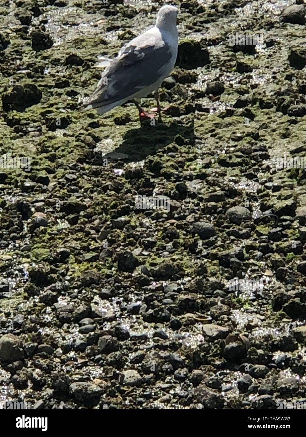 Olympic Gull (Larus glaucescens × occidentalis) Aves Stock Photo - Alamy