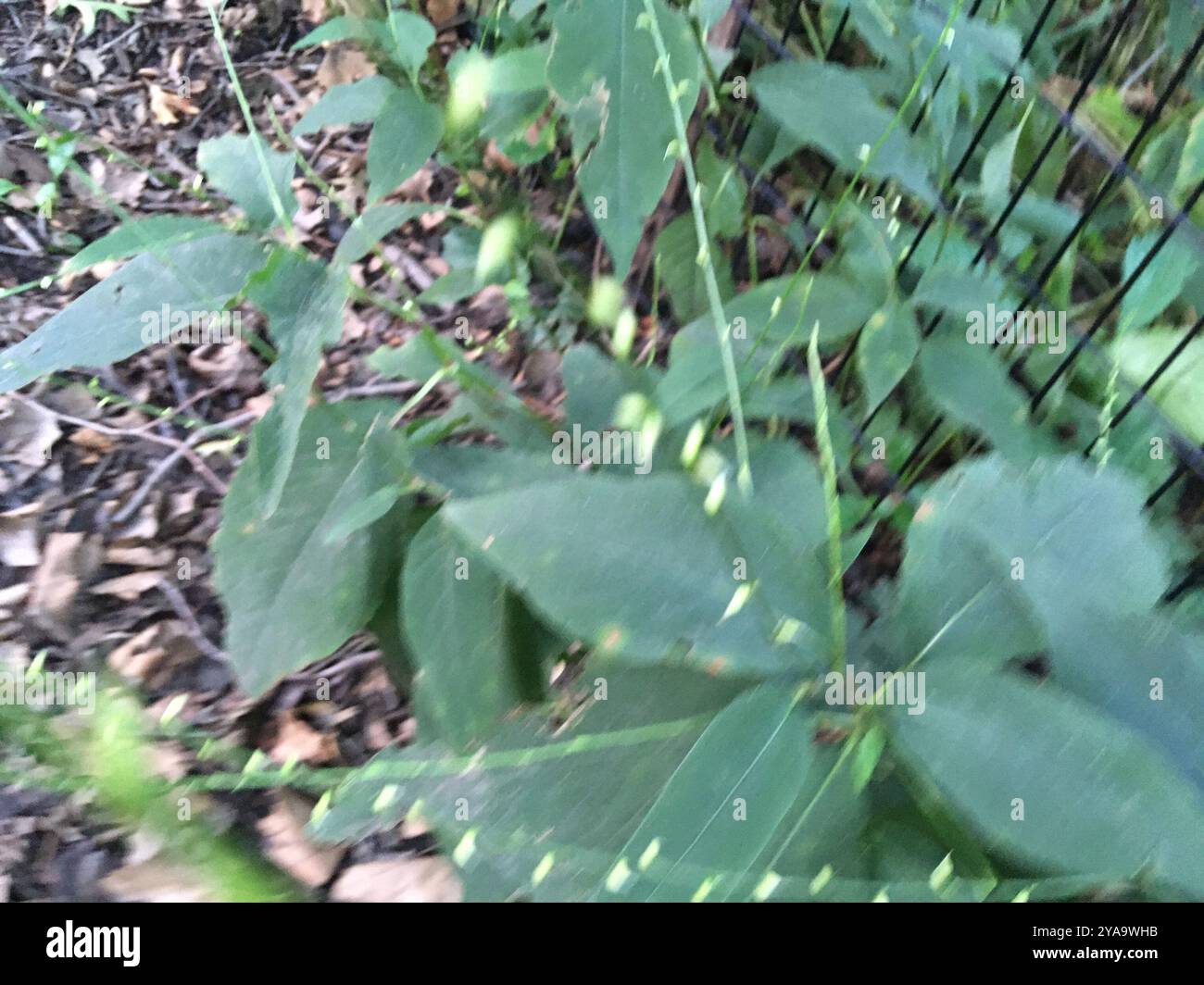 American jumpseed (Persicaria virginiana) Plantae Stock Photo - Alamy