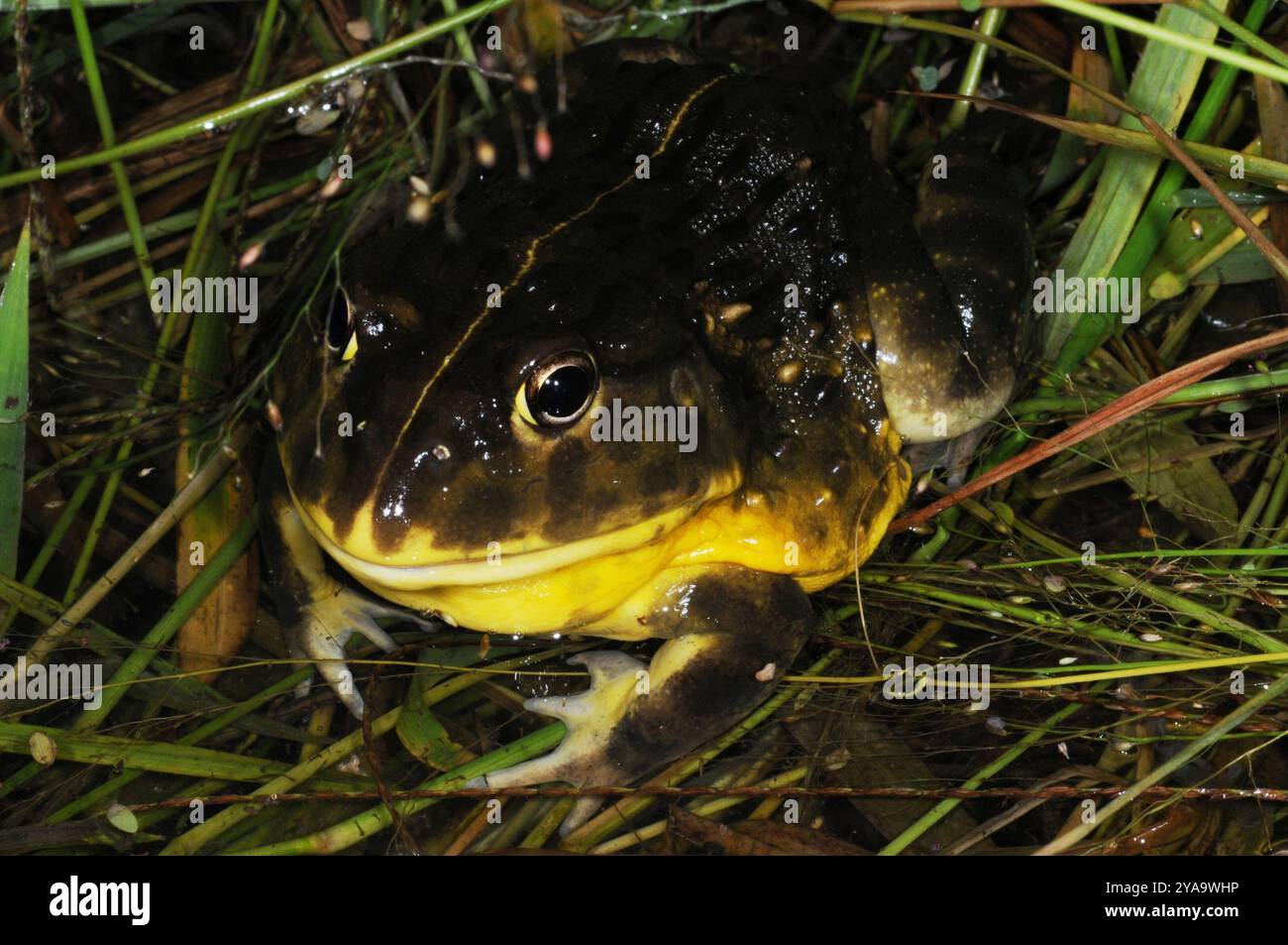 Edible bullfrog (Pyxicephalus edulis) Amphibia Stock Photo - Alamy