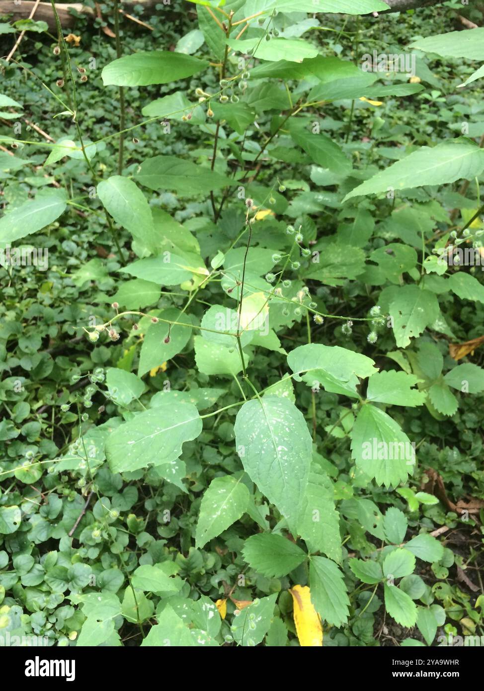 broadleaf enchanter's nightshade (Circaea canadensis) Plantae Stock ...