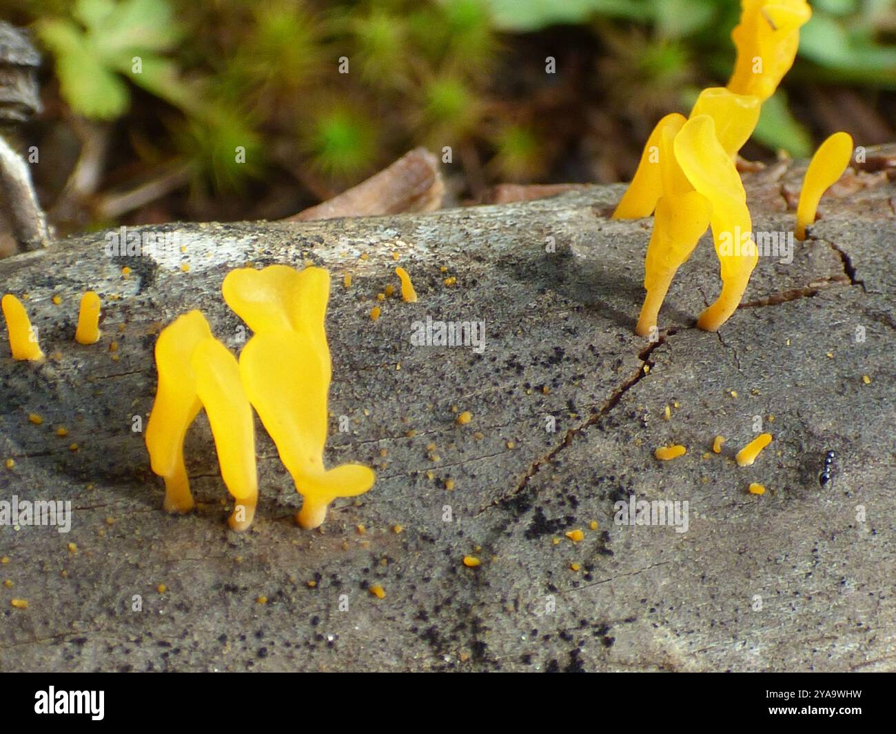 Fan shaped jelly fungi hi-res stock photography and images - Alamy