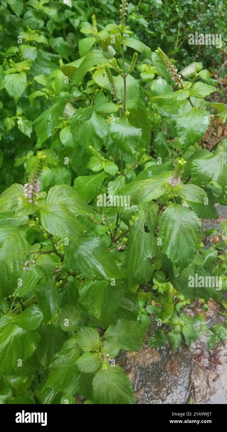 beefsteak plant (Perilla frutescens) Plantae Stock Photo - Alamy
