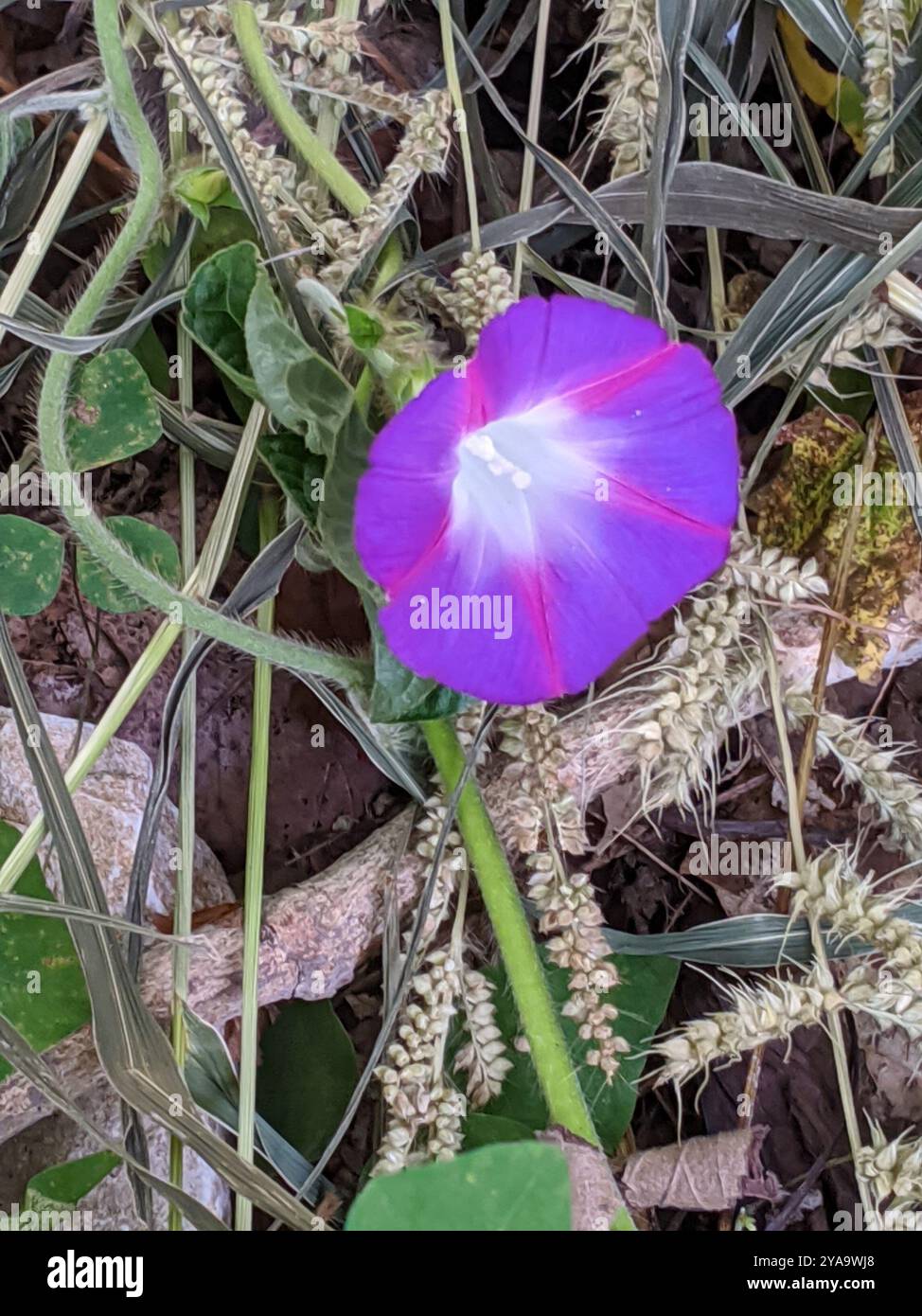 common morning-glory (Ipomoea purpurea) Plantae Stock Photo - Alamy