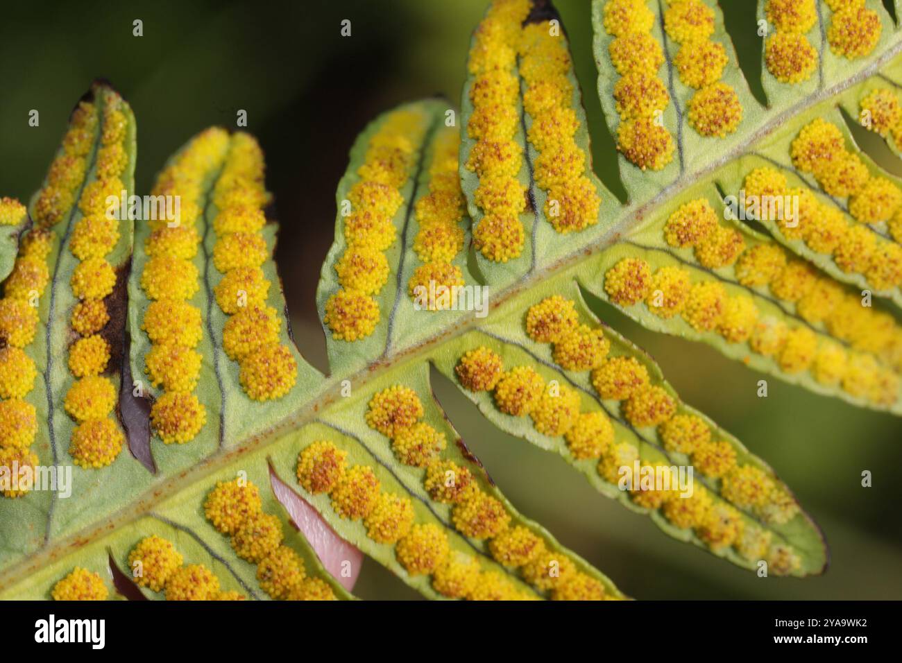 common polypody (Polypodium vulgare) Plantae Stock Photo - Alamy