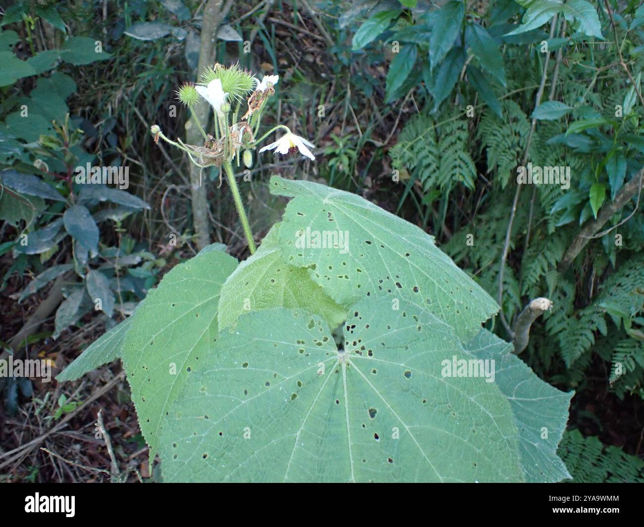 African hemp (Sparrmannia africana) Plantae Stock Photo - Alamy