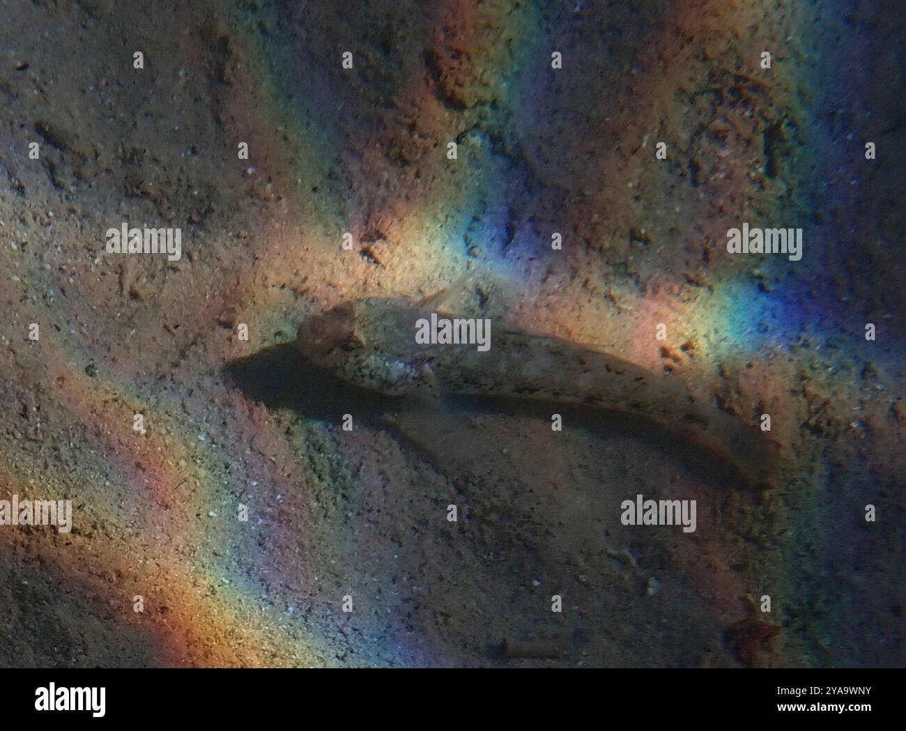 Black goby gobius niger hi-res stock photography and images - Alamy