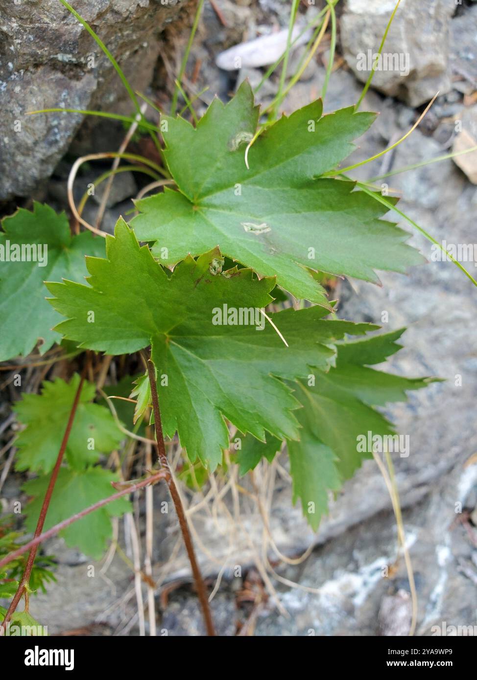 alpine alumroot (Heuchera glabra) Plantae Stock Photo - Alamy