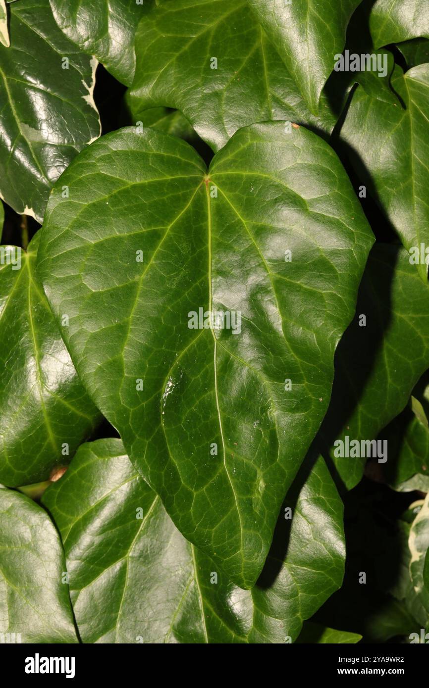 Persian Ivy (Hedera colchica) Plantae Stock Photo - Alamy