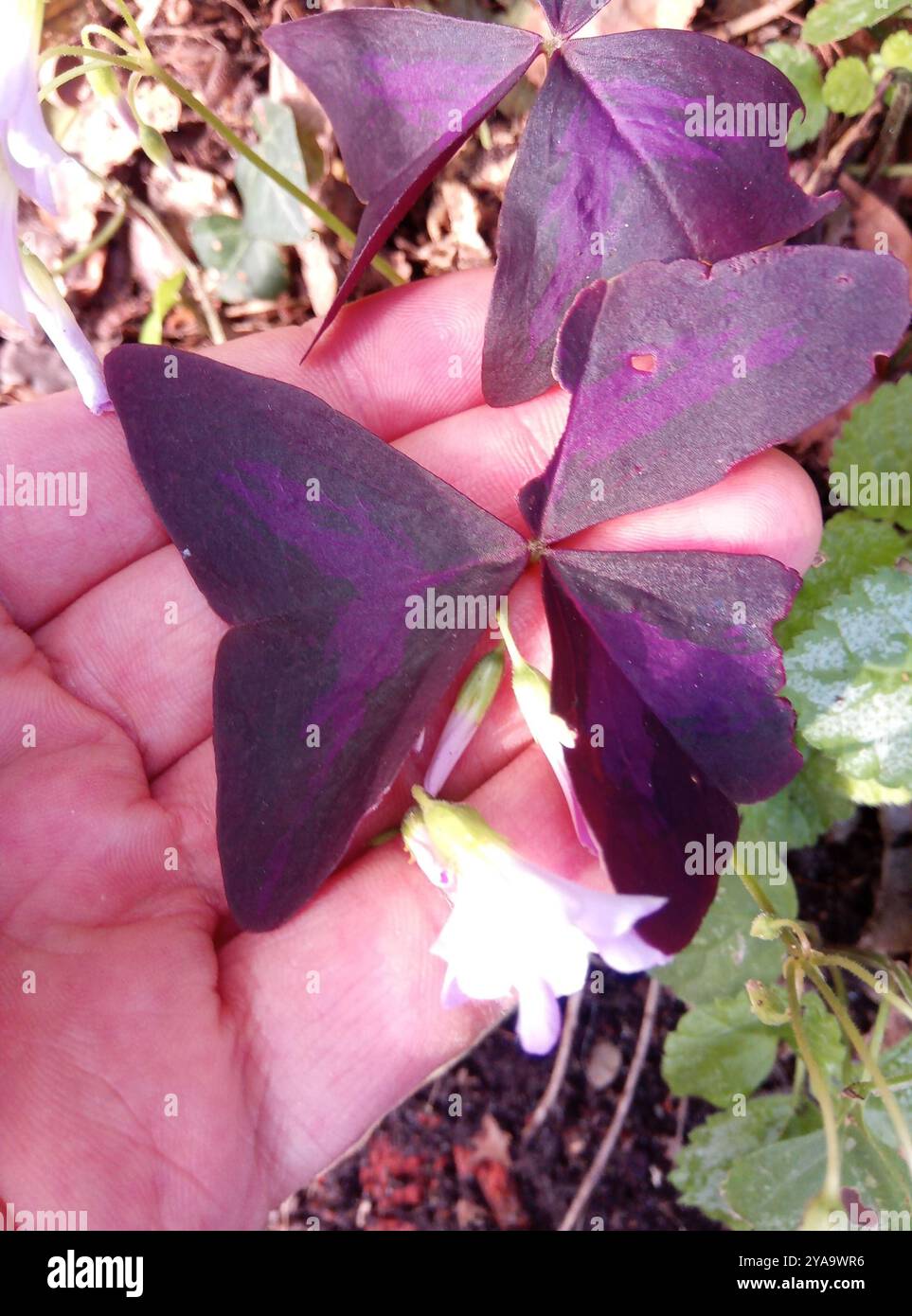 false shamrock (Oxalis triangularis) Plantae Stock Photo - Alamy