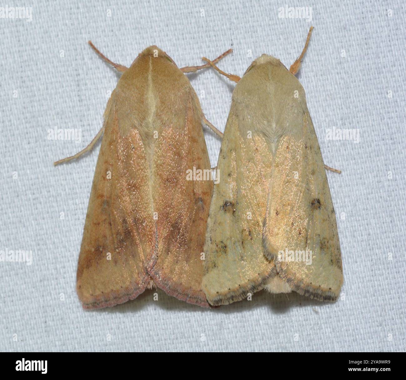 Corn Earworm Moth (Helicoverpa zea) Insecta Stock Photo - Alamy