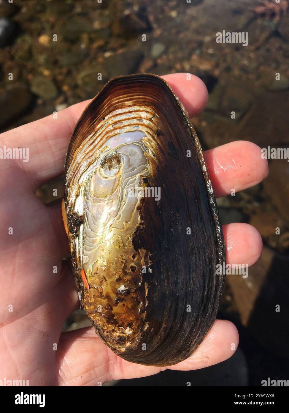 Eastern Elliptio (Elliptio complanata) Mollusca Stock Photo - Alamy