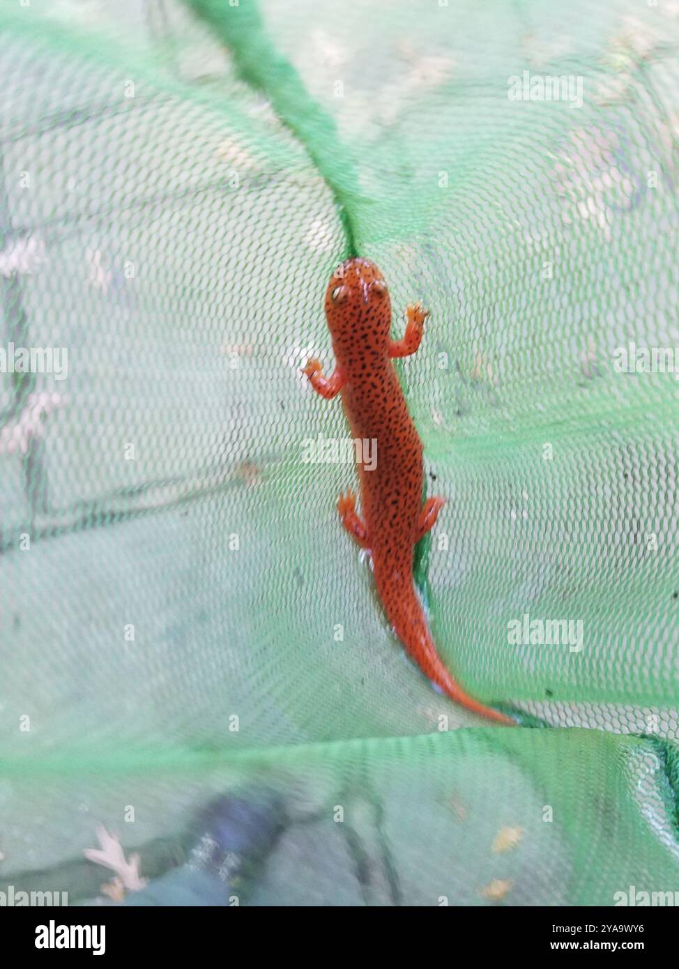 Red Salamander (Pseudotriton ruber) Amphibia Stock Photo - Alamy
