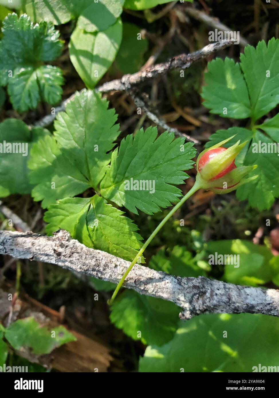 Five-leaf Dwarf Bramble (Rubus pedatus) Plantae Stock Photo - Alamy