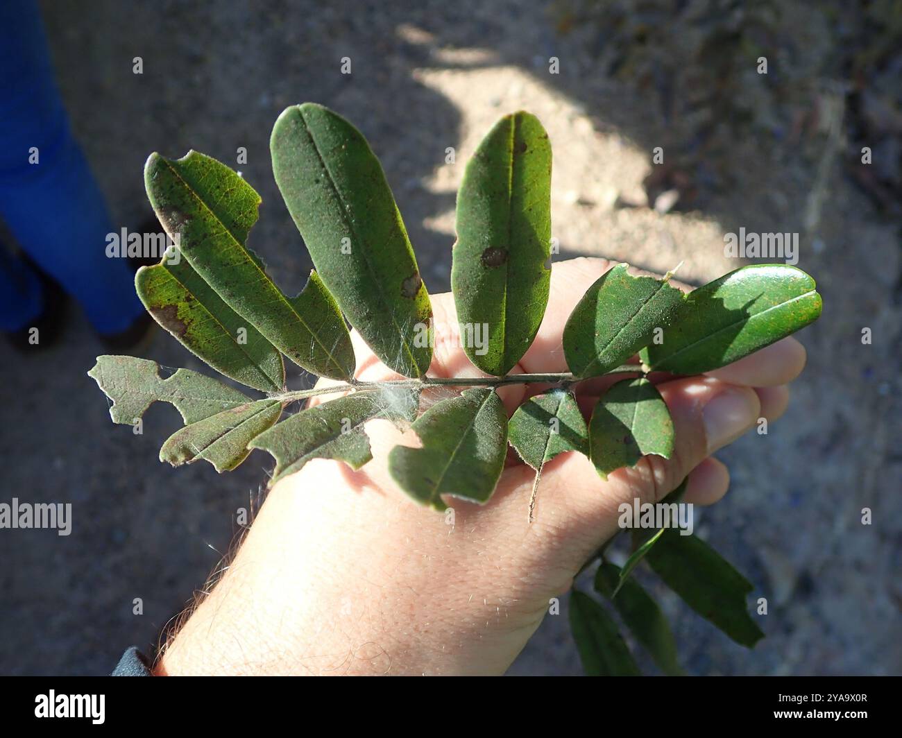 (Bowdichia virgilioides) Plantae Stock Photo - Alamy