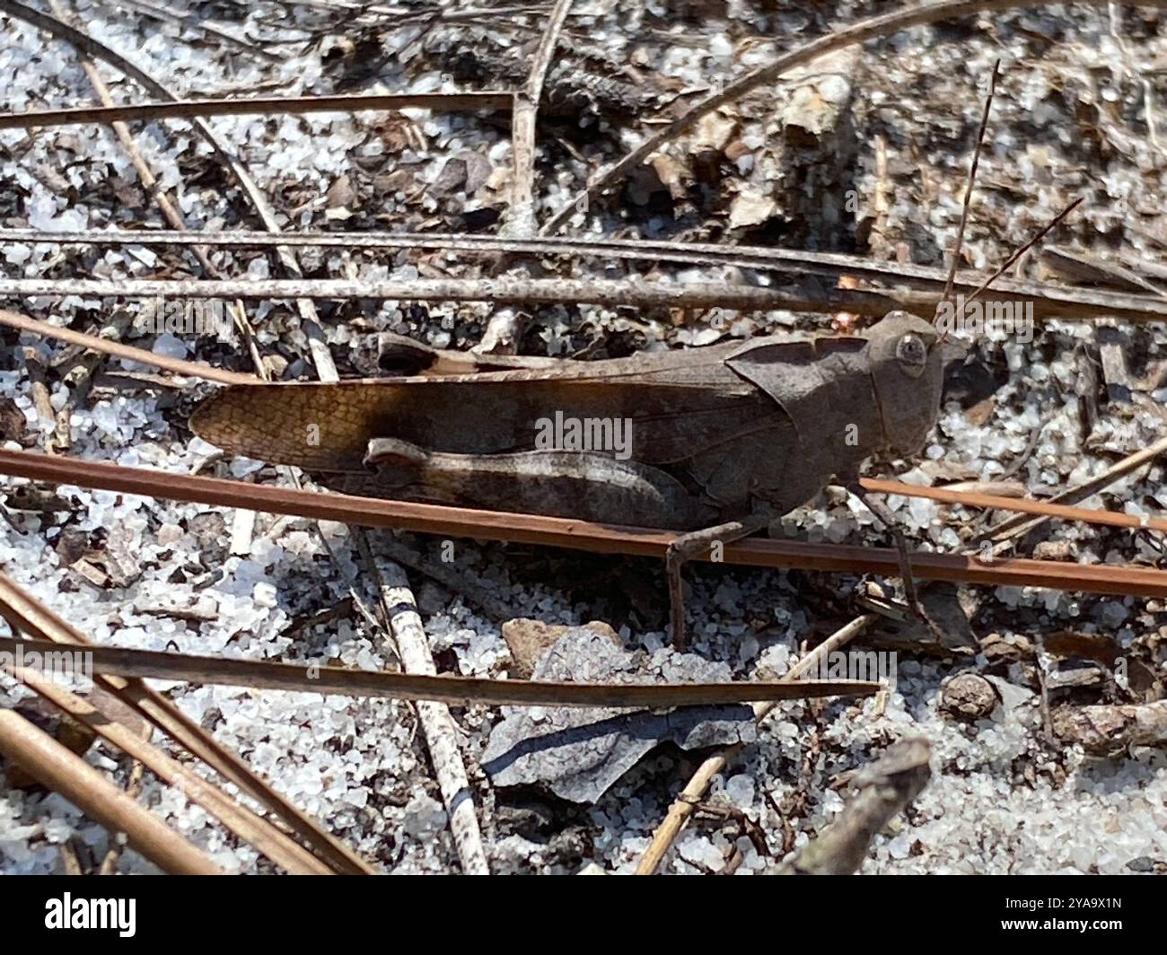 Spharagemon hi-res stock photography and images - Alamy