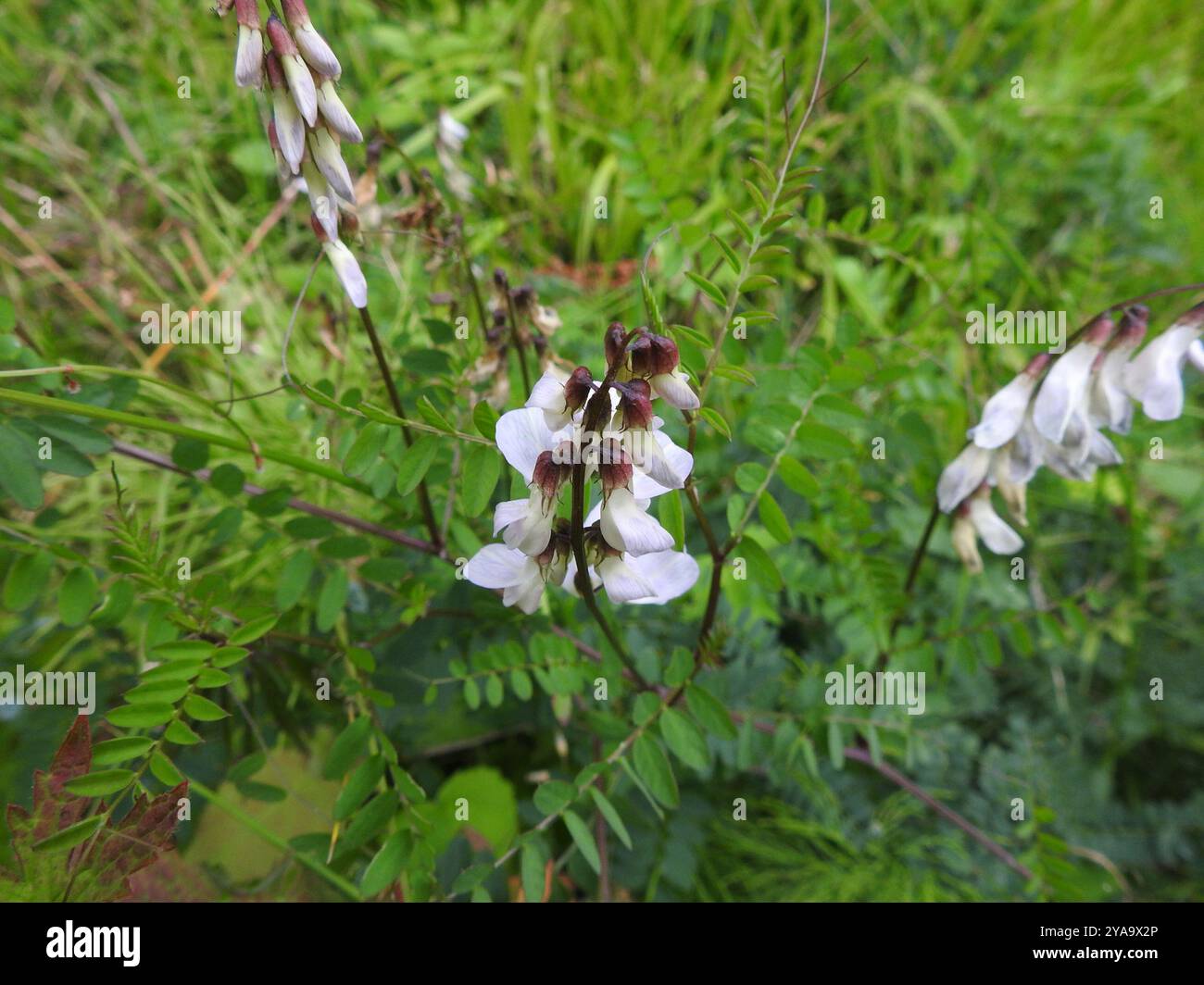 Wood Vetch (Vicia sylvatica) Plantae Stock Photo - Alamy