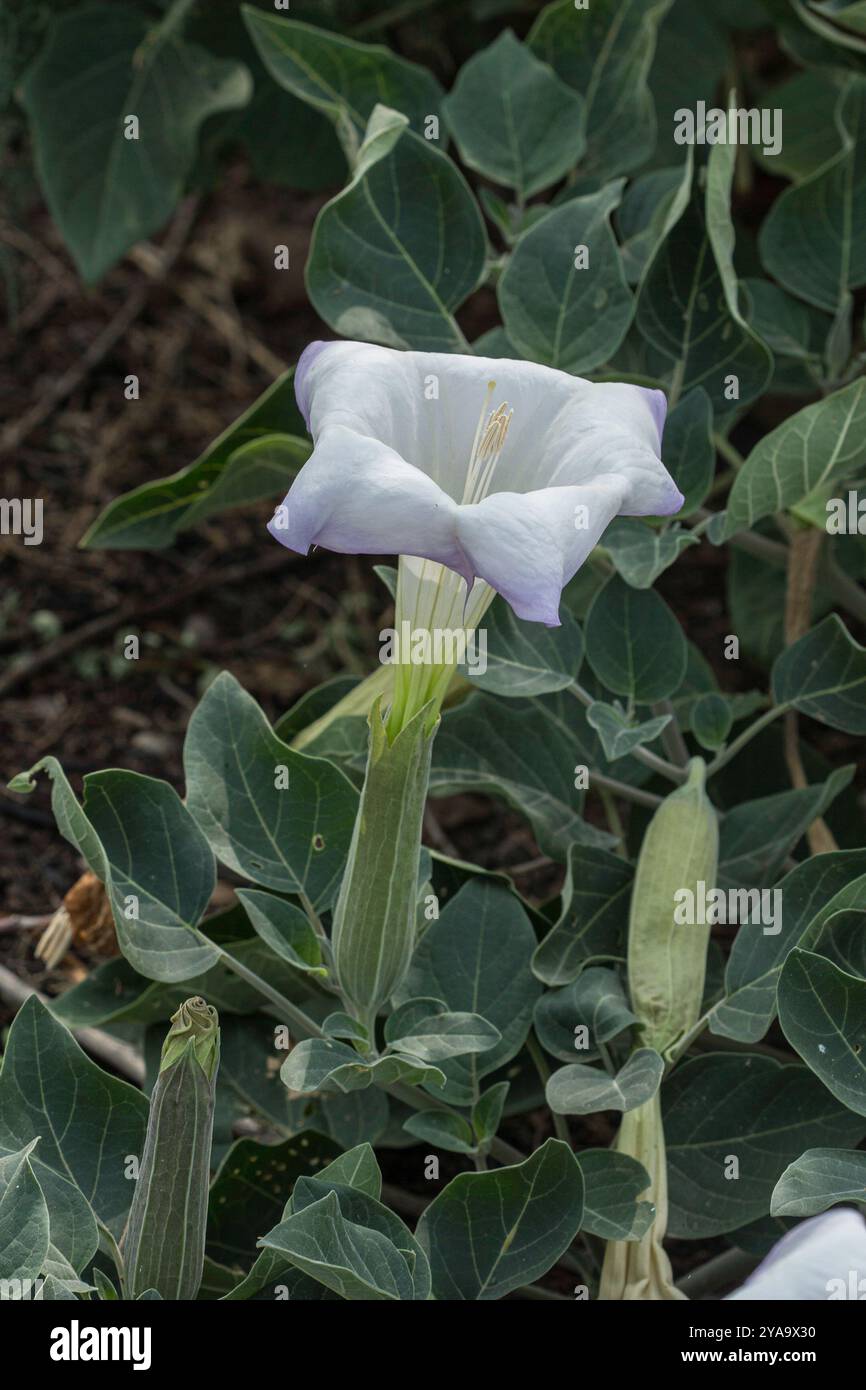 Sacred Datura (Datura wrightii) Plantae Stock Photo - Alamy