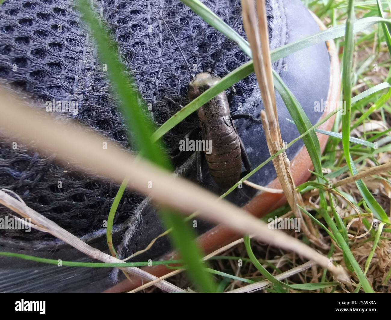European Field Cricket (Gryllus campestris) Insecta Stock Photo - Alamy