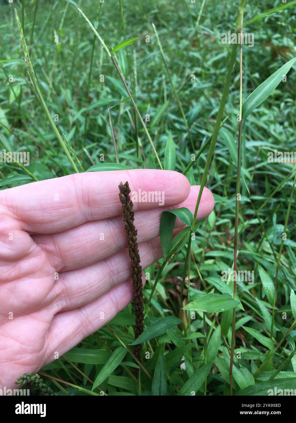 bristlegrasses, bluestems, paspalums, and allies (Panicoideae) Plantae ...