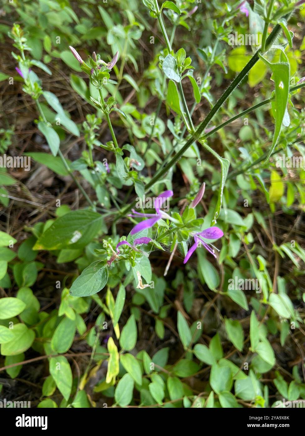 Branched Foldwing (Dicliptera brachiata) Plantae Stock Photo - Alamy
