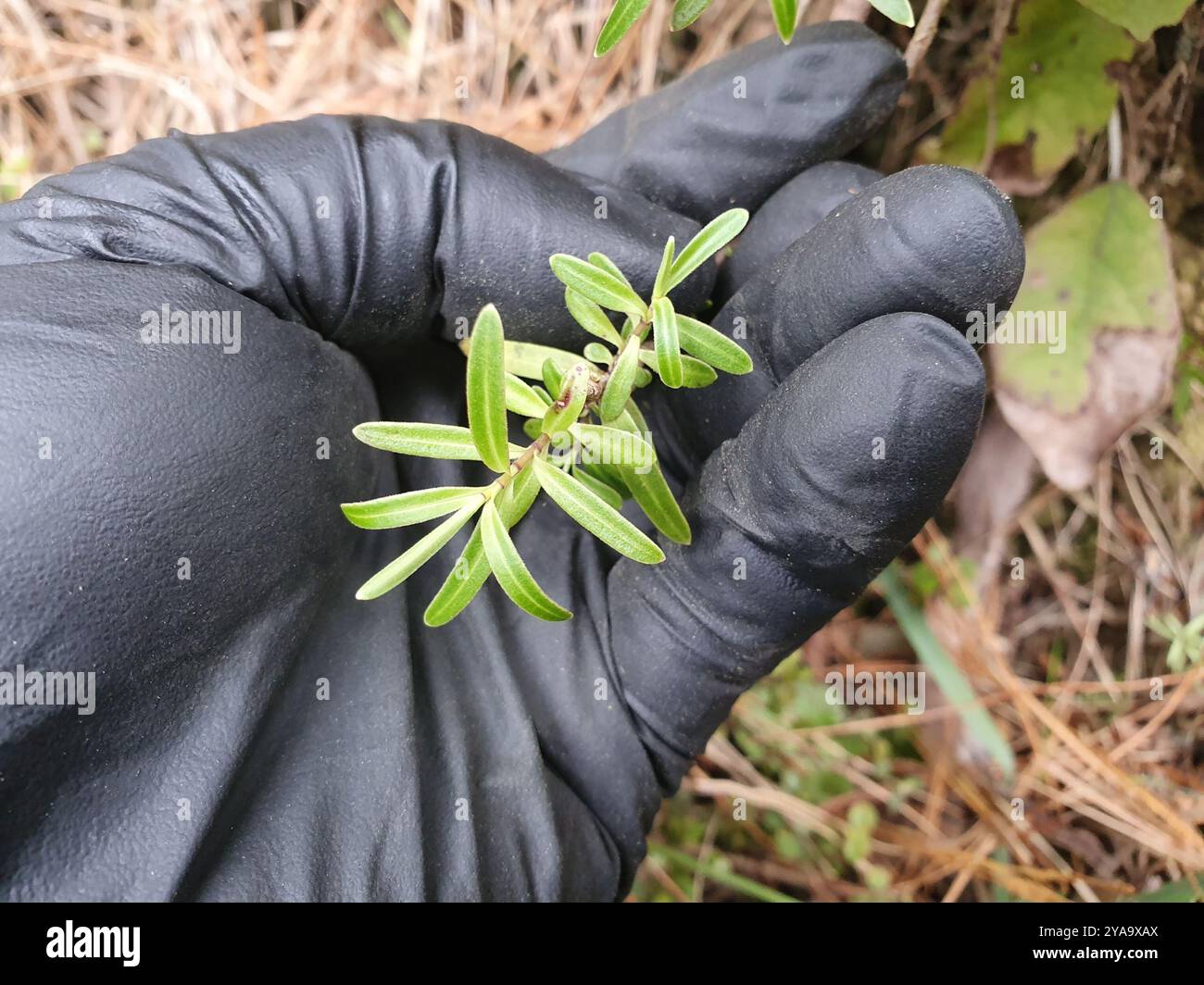Tree Hebe (Veronica parviflora) Plantae Stock Photo - Alamy