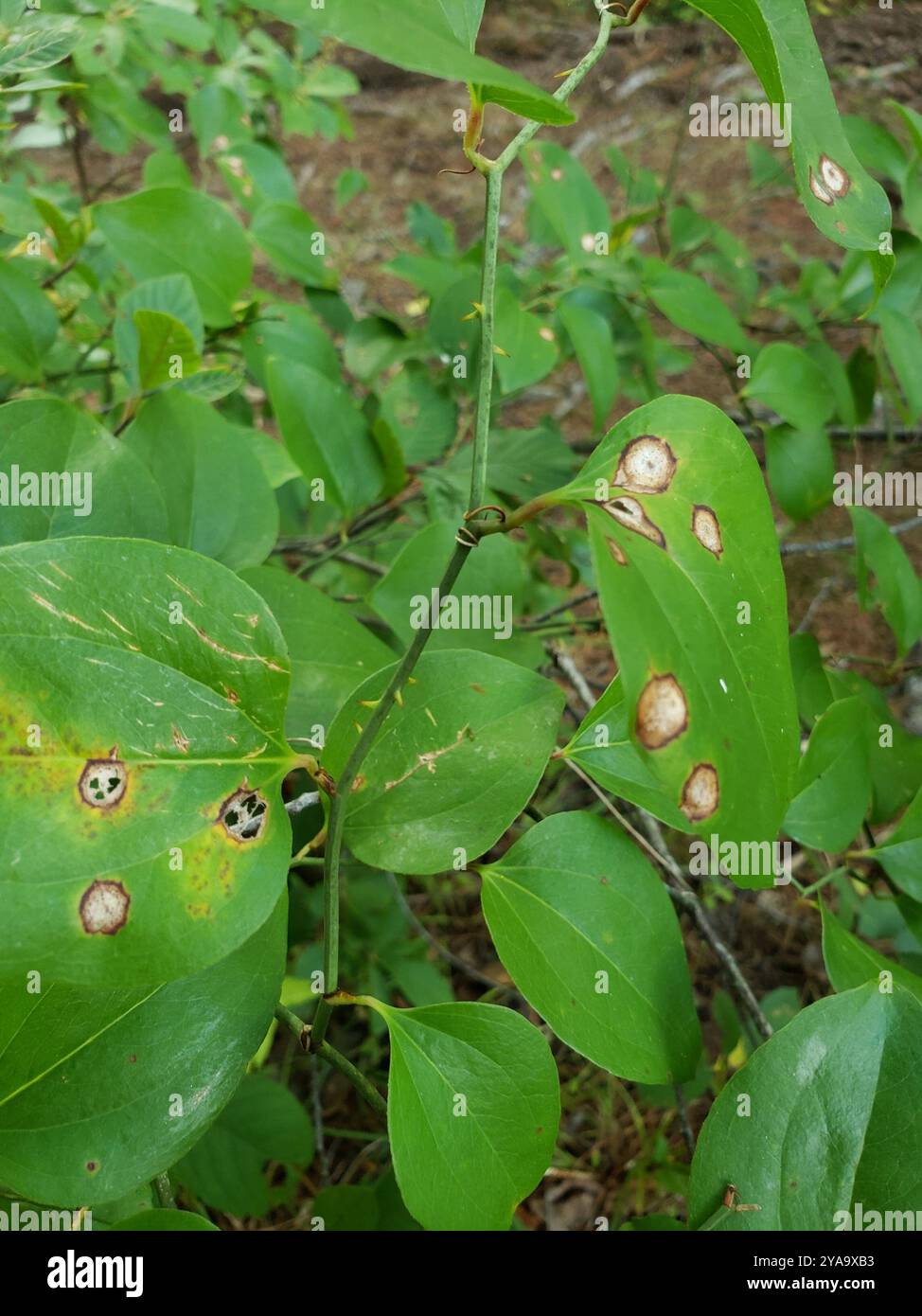 roundleaf greenbrier (Smilax rotundifolia) Plantae Stock Photo - Alamy